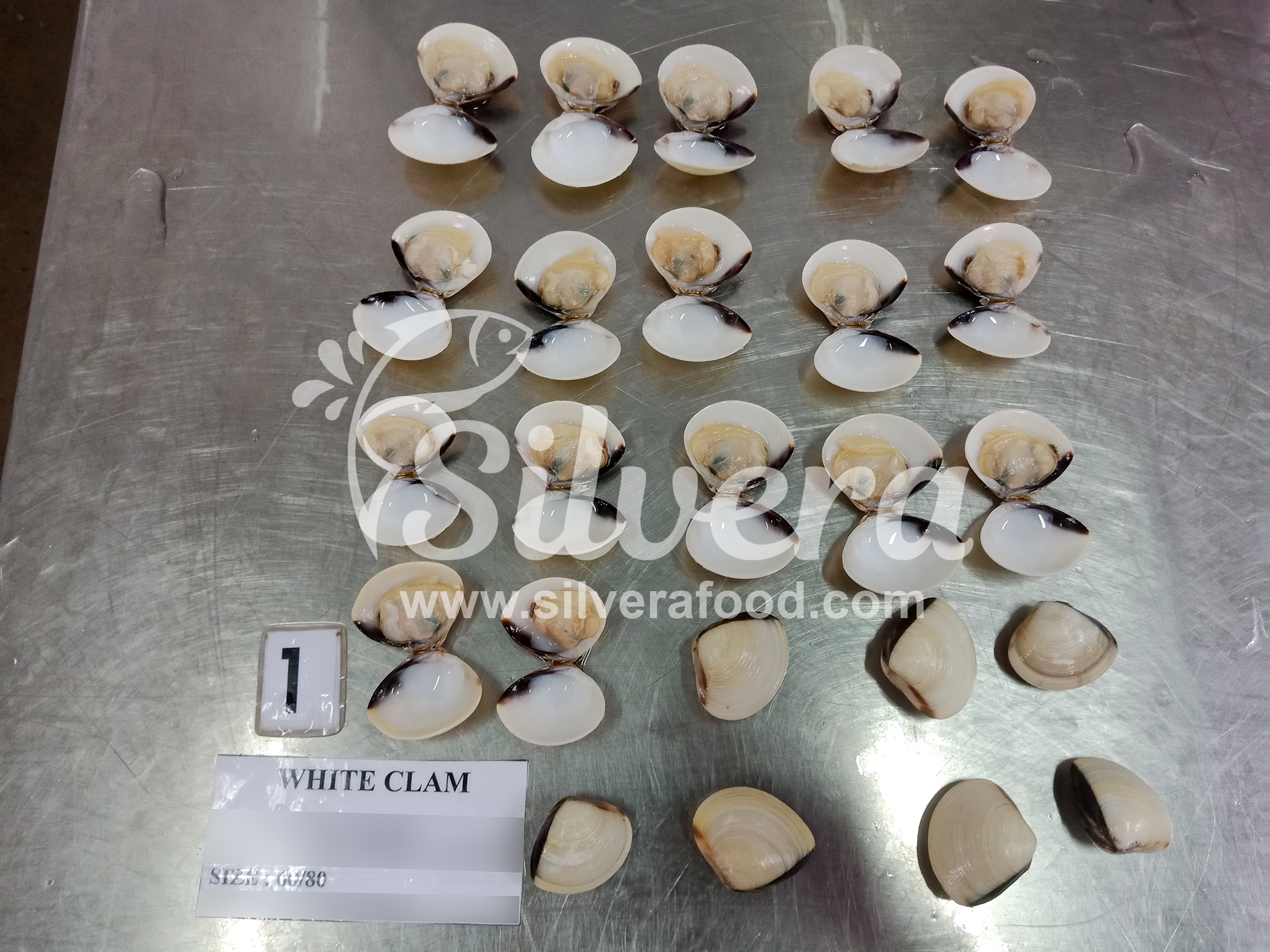 July shipment to Italy: Frozen fully cooked white clams (Meretrix ...
