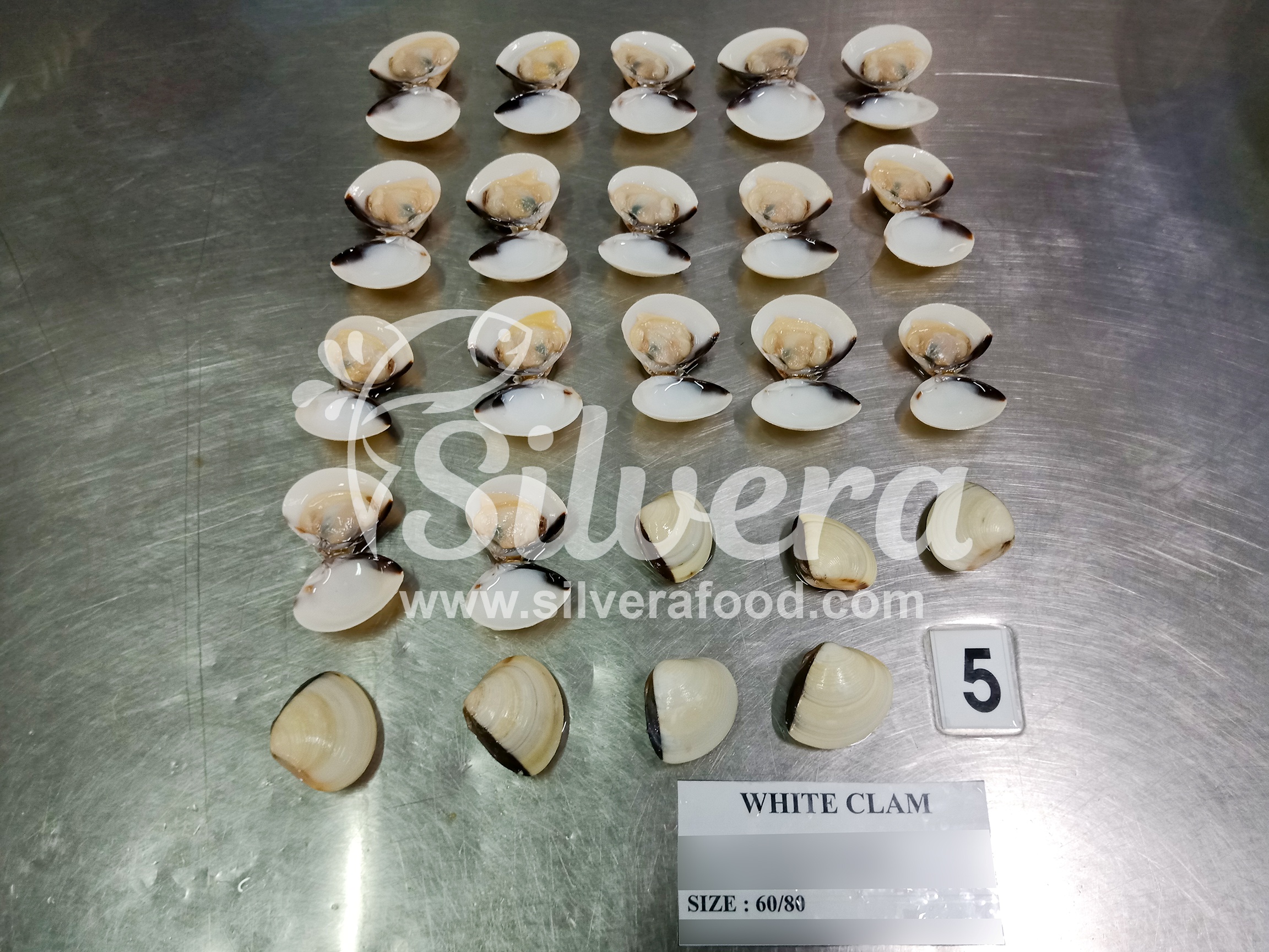 July shipment to Italy: Frozen fully cooked white clams (Meretrix ...