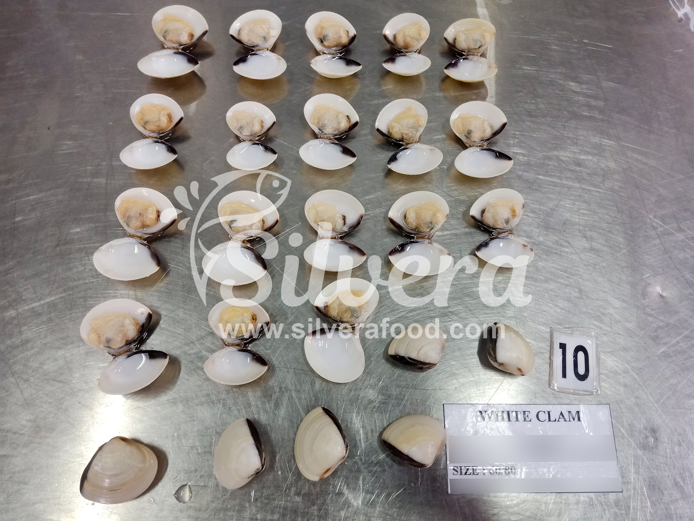 July shipment to Italy: Frozen fully cooked white clams (Meretrix ...