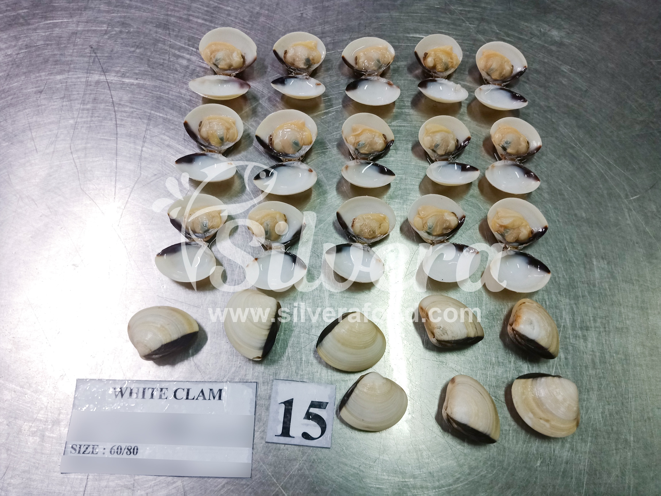 July shipment to Italy: Frozen fully cooked white clams (Meretrix ...