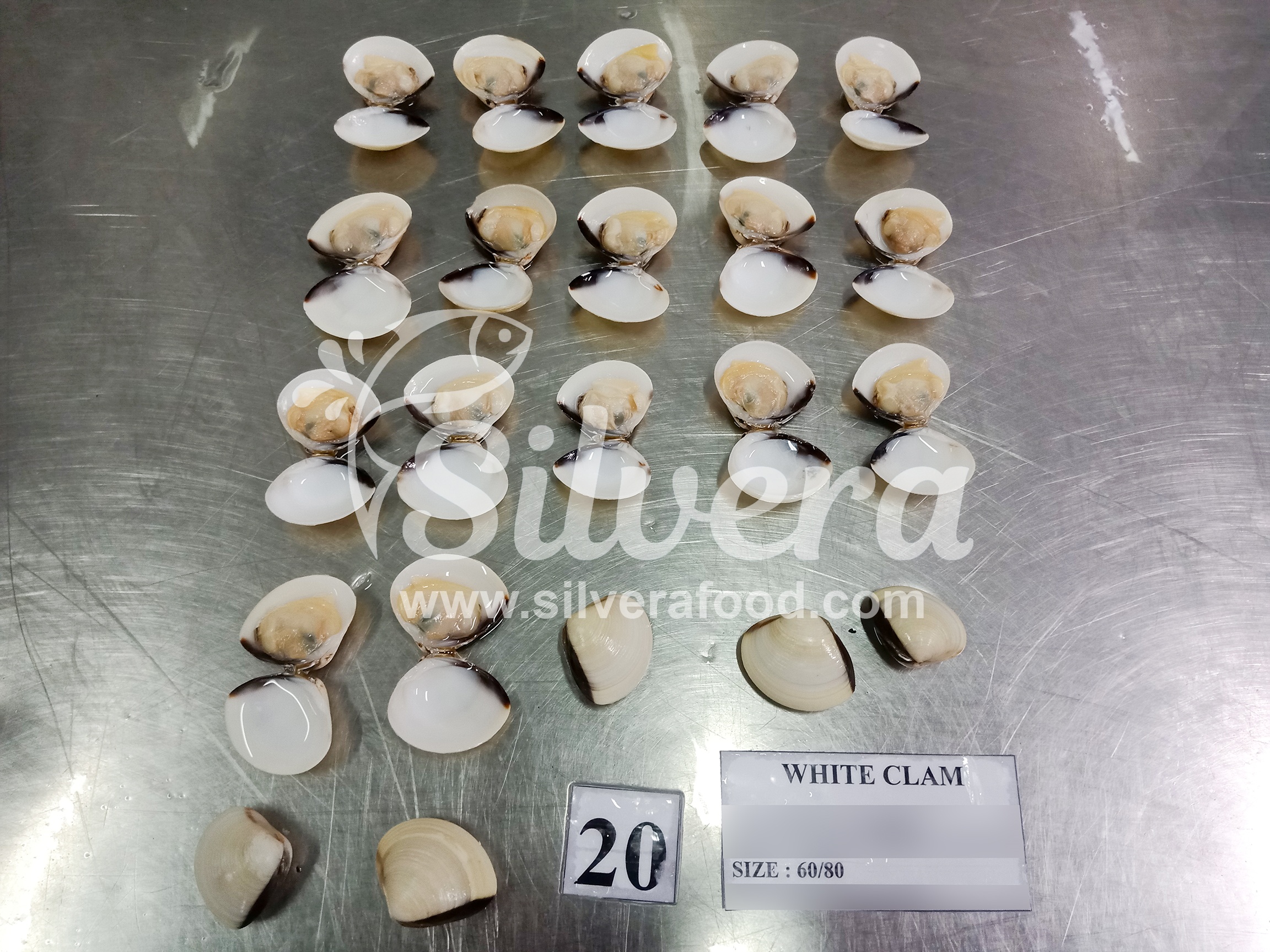 July shipment to Italy: Frozen fully cooked white clams (Meretrix ...
