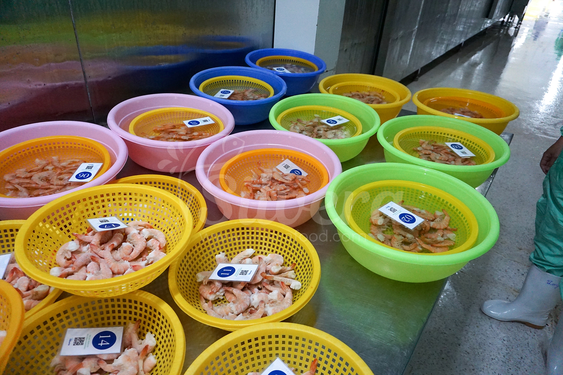 Blanched headless shell on vannamei ready for shipment