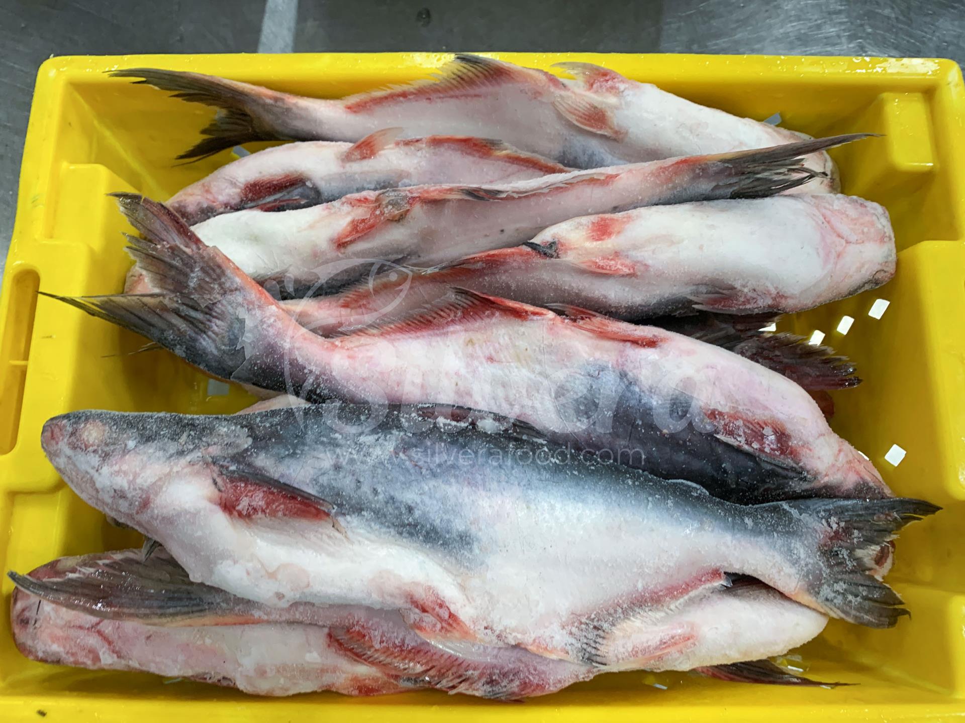 Whole round pangasius shipment to sail for the port of Dakar Senegal ...