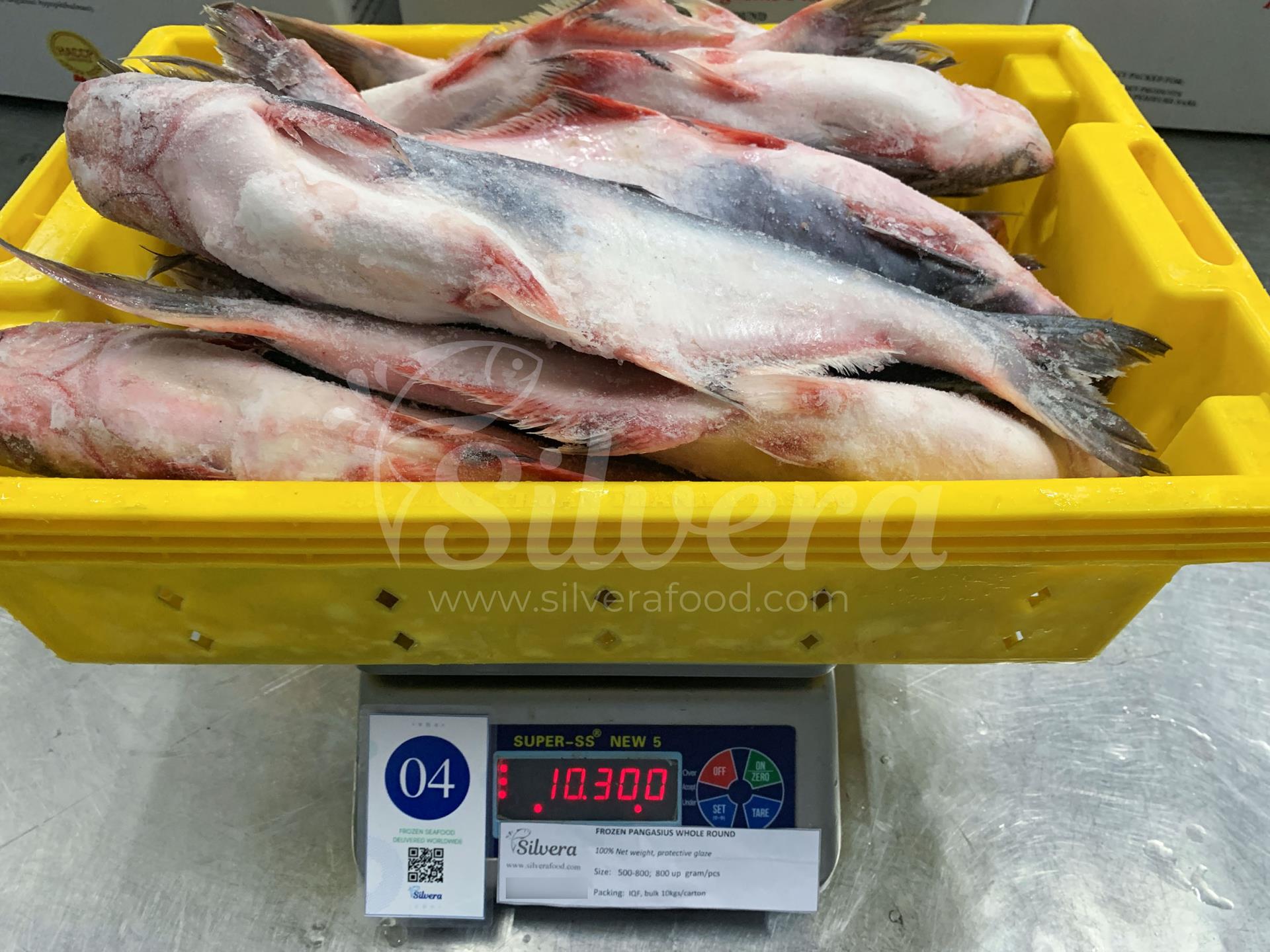 Whole round pangasius shipment to sail for the port of Dakar Senegal ...