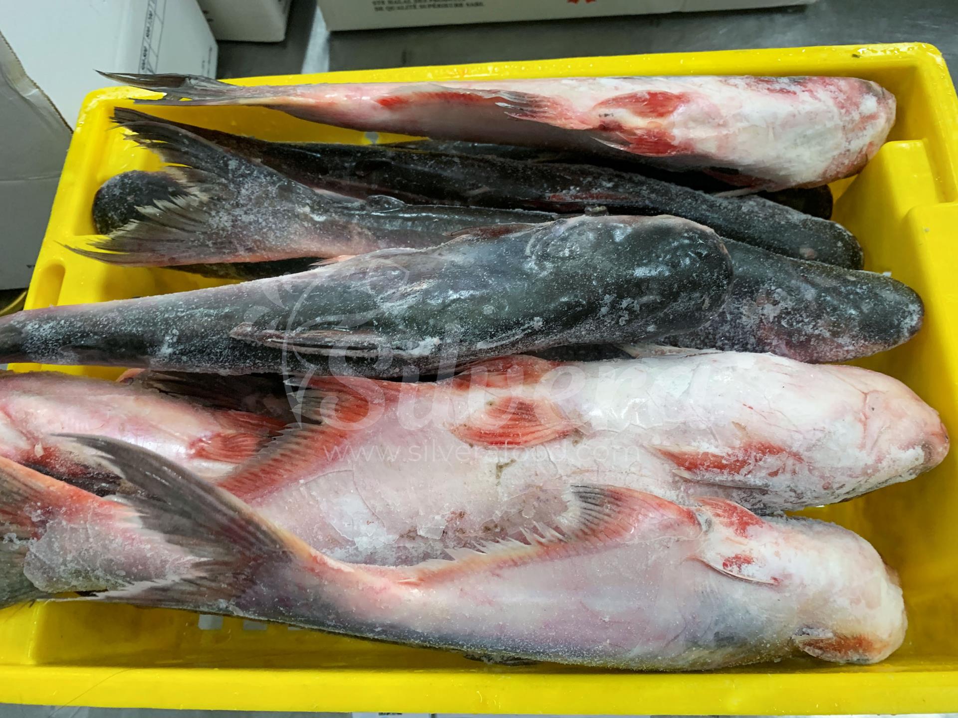 Whole round pangasius shipment to sail for the port of Dakar Senegal ...