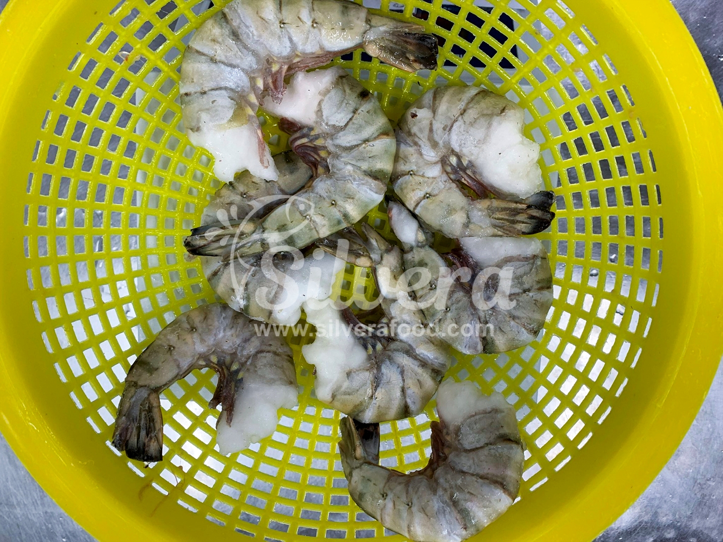 Black tiger HLSO of full sizes for the Canadian market - September shipment