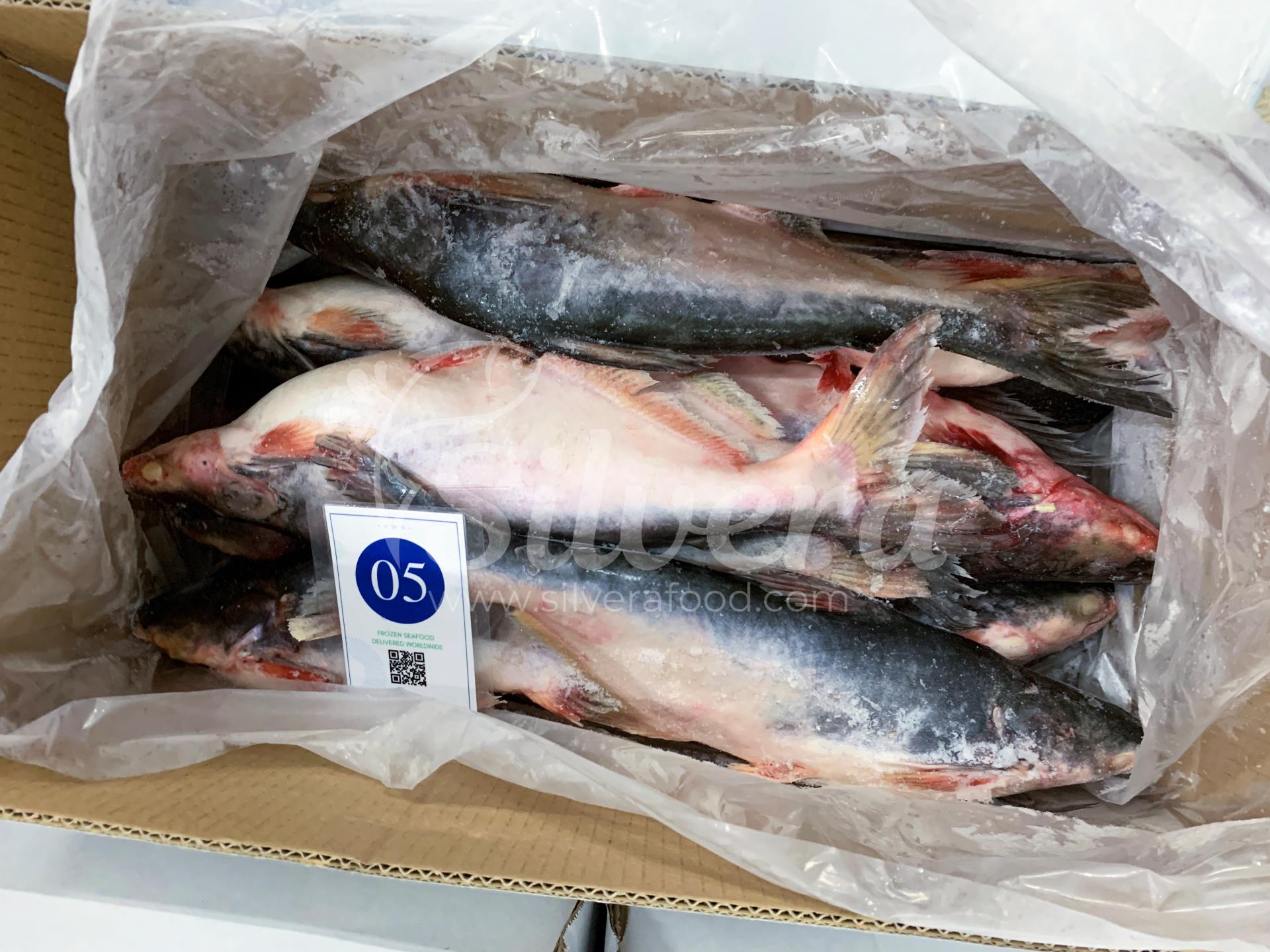Two pangasius shipments delivered last March