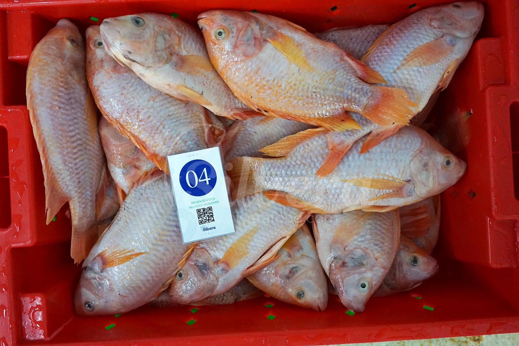 Red tilapia whole gutted to be exported to Malaysia
