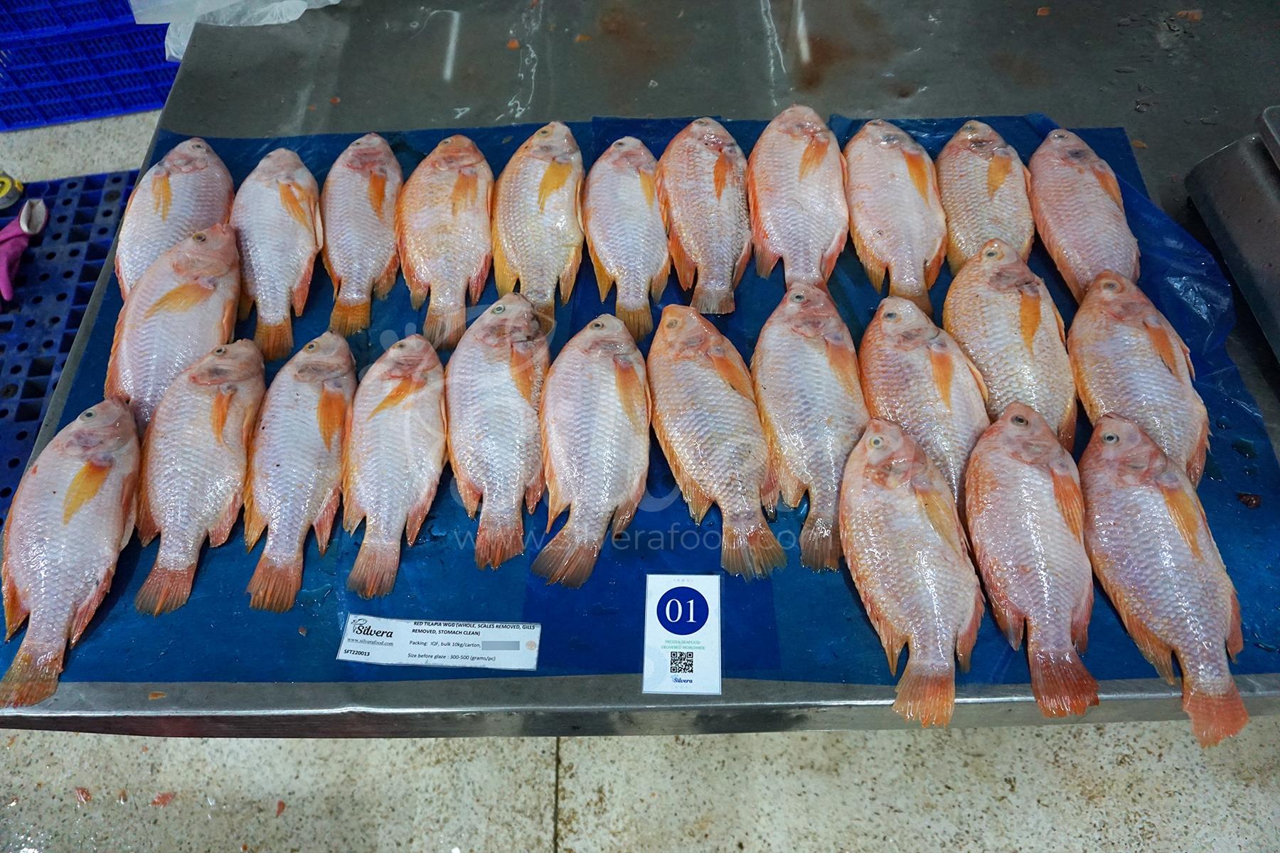 Red tilapia whole gutted to be exported to Malaysia