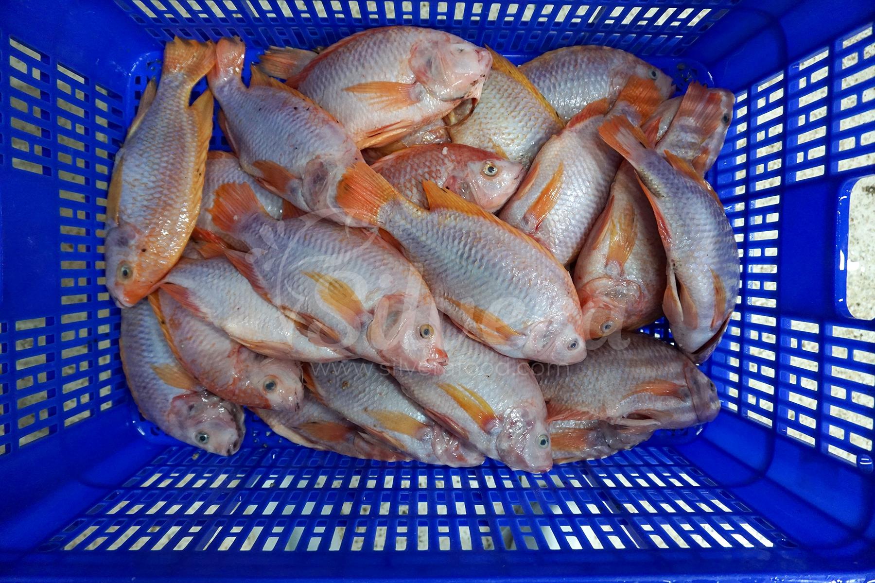Red tilapia whole gutted to be exported to Malaysia