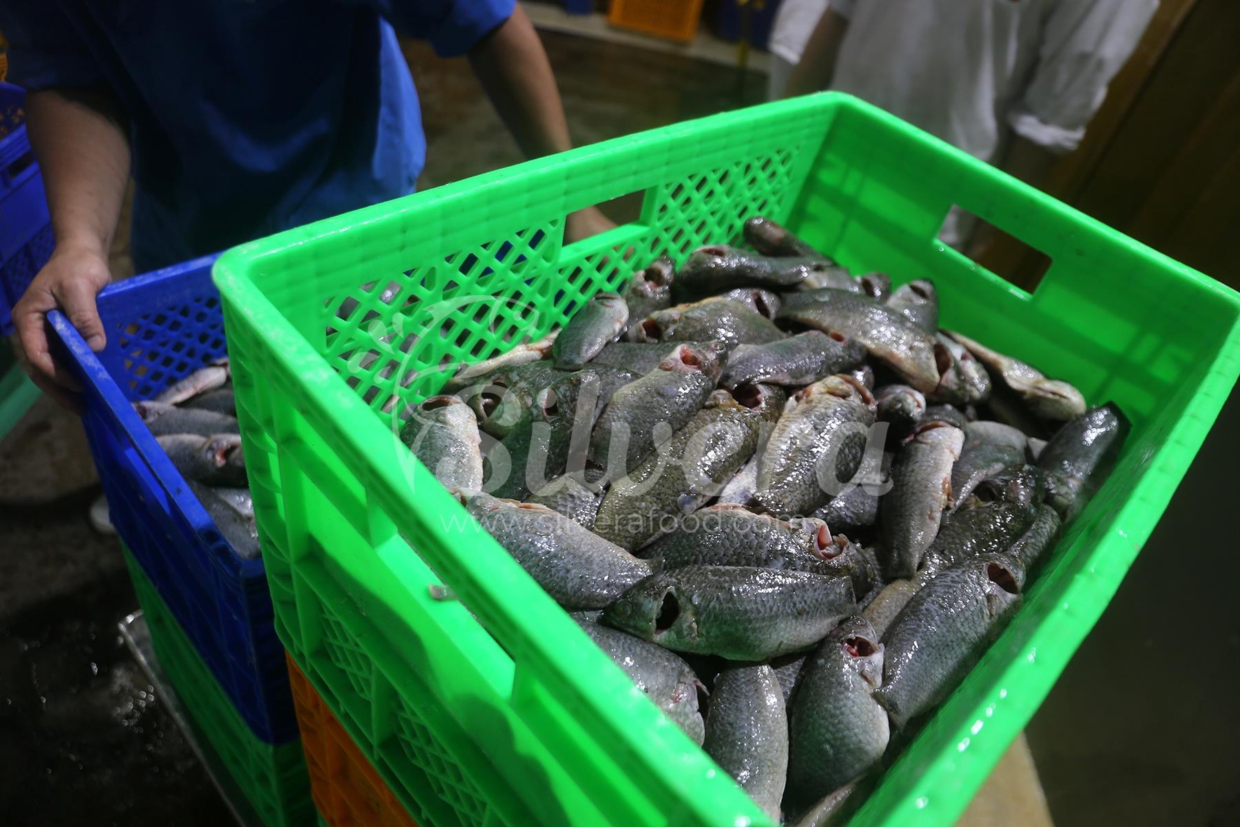 Whole cleaned moon-cut black tilapia ready for delivery