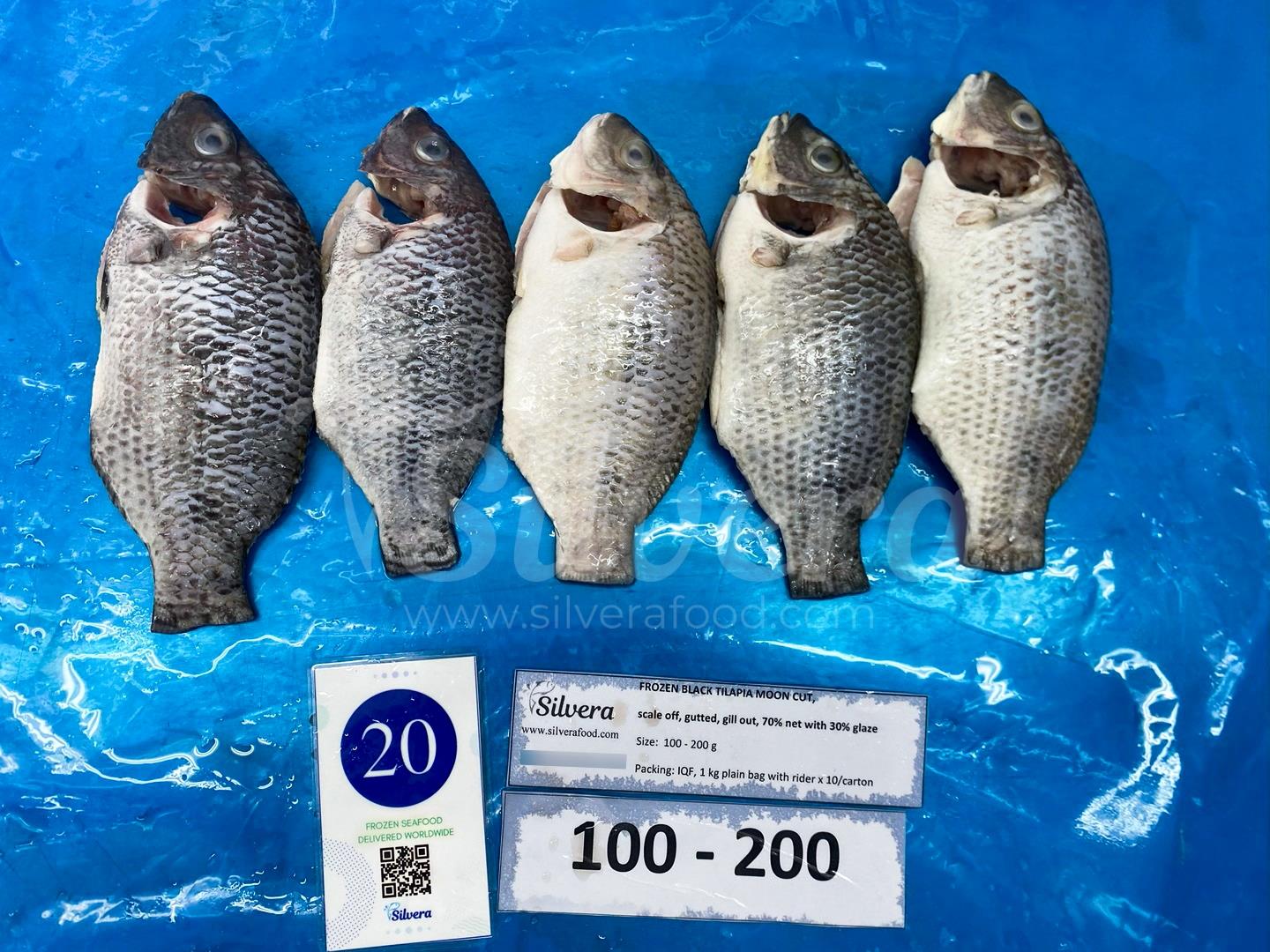 Whole cleaned moon-cut black tilapia ready for delivery