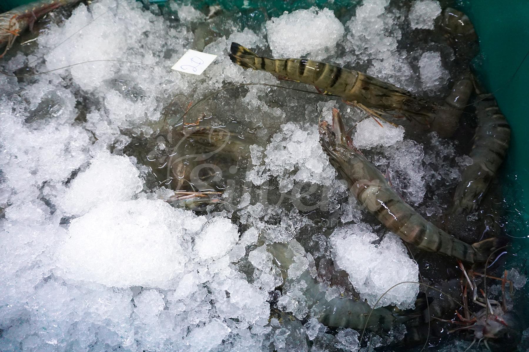 It is high time for black tiger shrimp in Vietnam