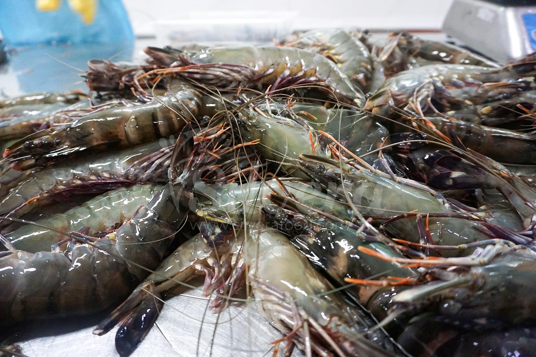 It is high time for black tiger shrimp in Vietnam