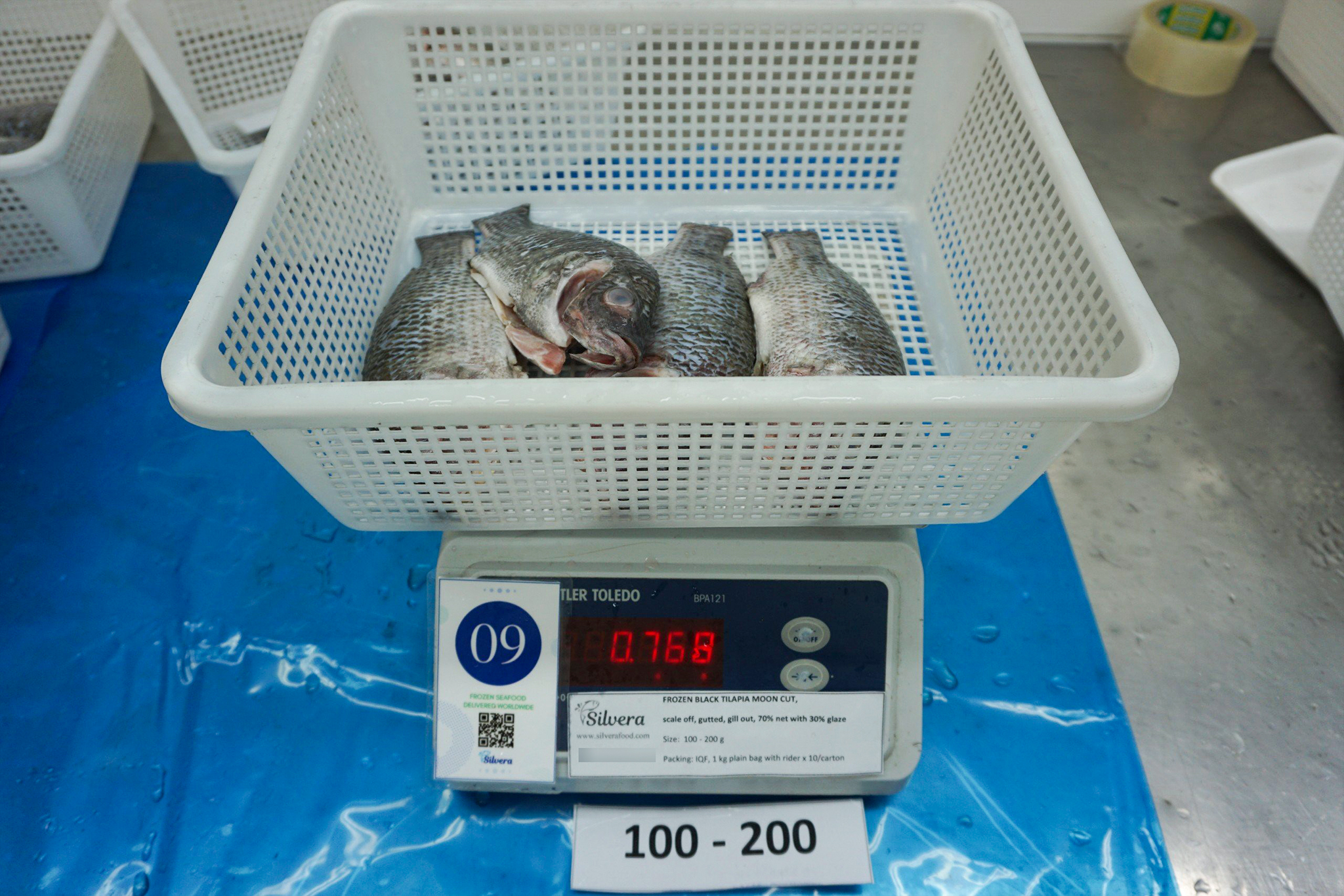 Black tilapia continuously delivered to Middle East