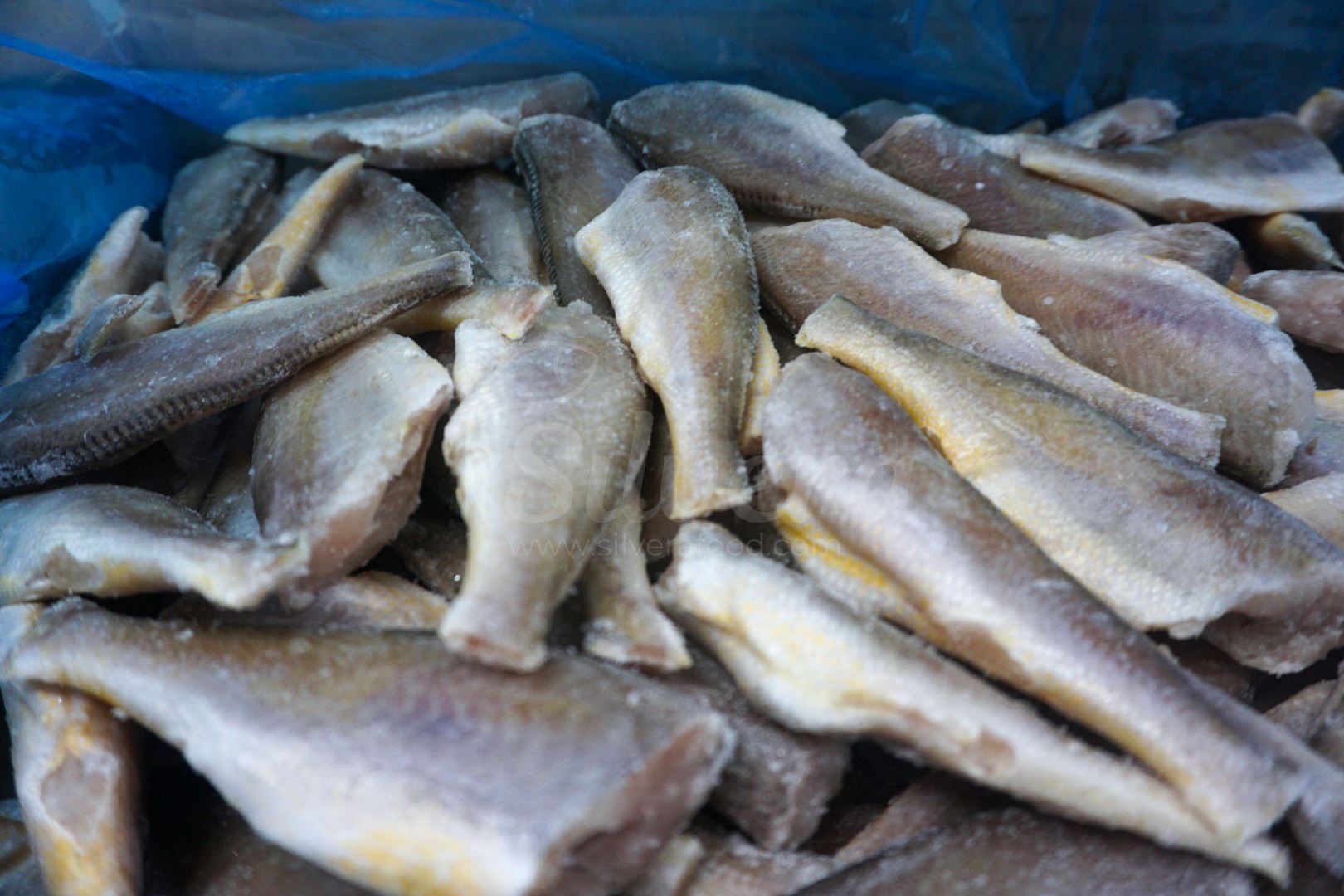 Custom fish processing services with Silvera Food