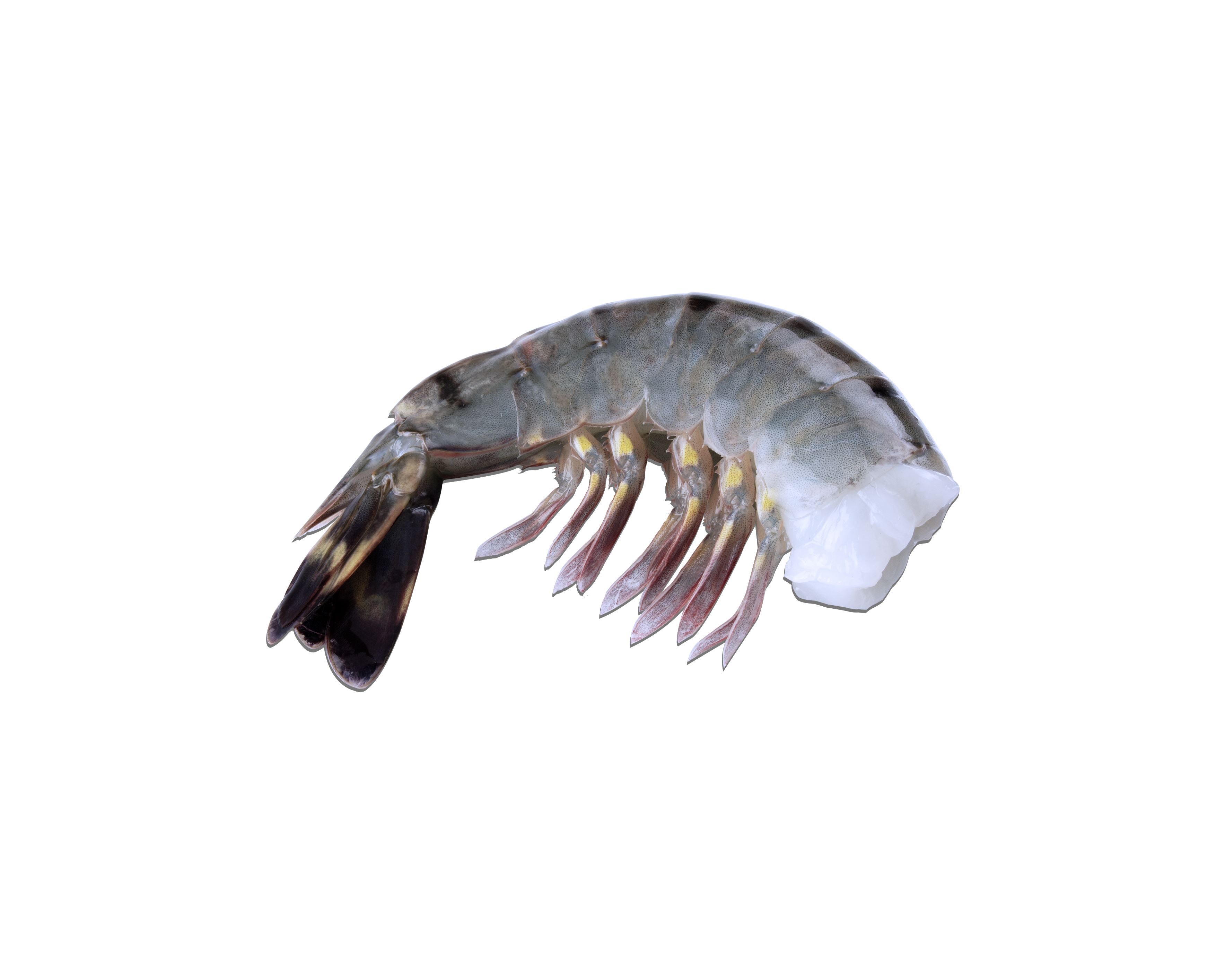 Black Tiger Headless Shell (HLSO)