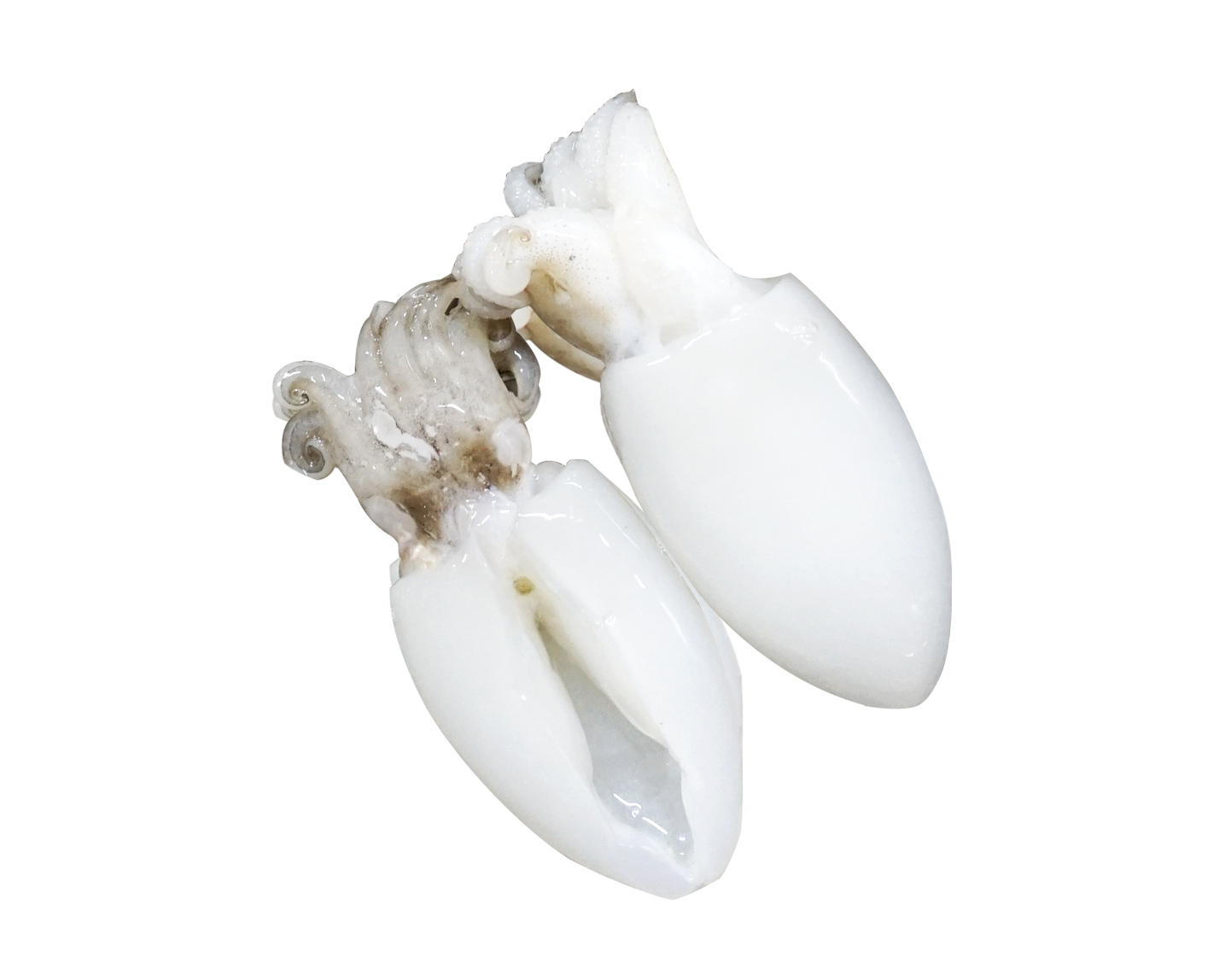 Whole Cleaned Baby Cuttlefish