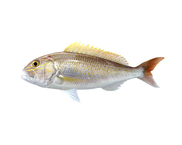 Goldband Snapper Fillet